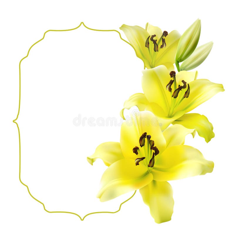 White Frame with Yellow Lilies Stock Vector - Illustration of lilies ...