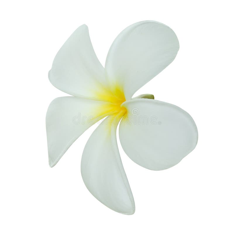 White Frangipani Flower Isolated on White Background Stock Image ...