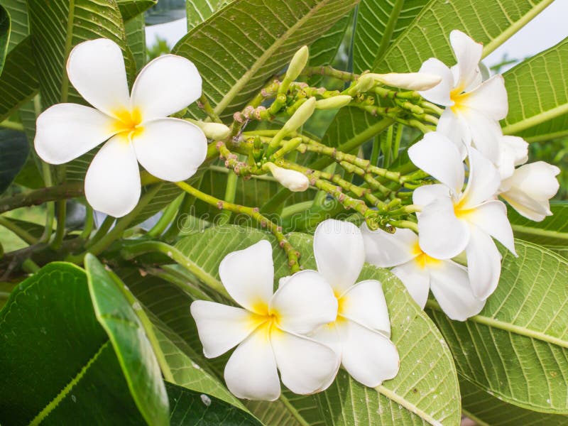 White frangipani flowers stock photo. Image of flora - 32548260