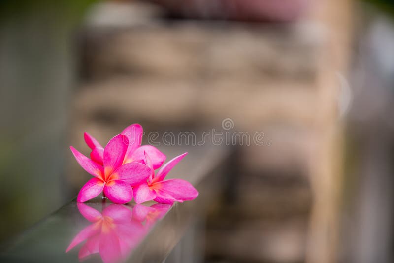 Yellow Chafa Flower Stock Photos - Free & Royalty-Free Stock Photos ...