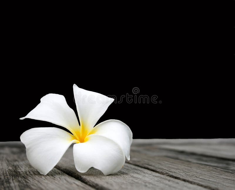 White frangipani on wooden stock image. Image of frangipane - 42046325
