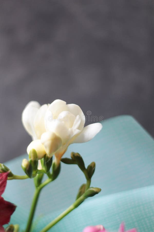 White Freesia Flowers. White Fragrant Spring Flowers on Dark Background ...