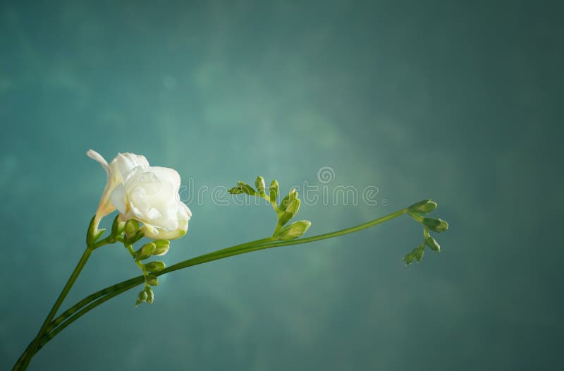 Freesia on Green Background Stock Image - Image of congratulation ...