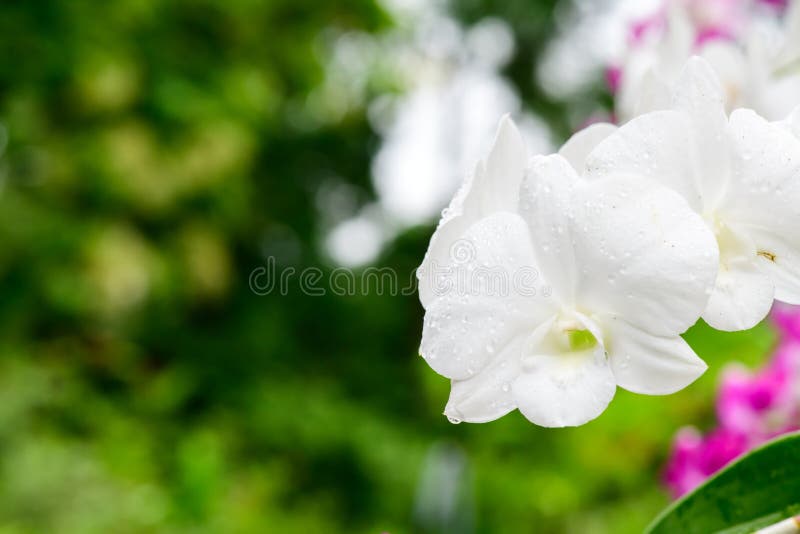 White Fresh Orchids Flowers in Garden Stock Image - Image of blooms ...