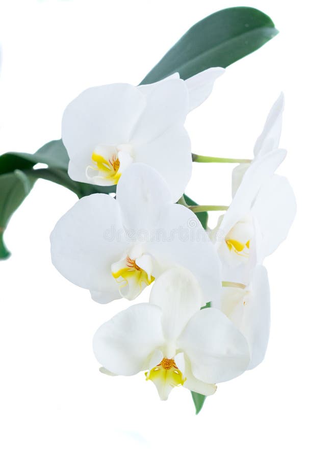 White fresh orchids stock image. Image of decorative - 100073603