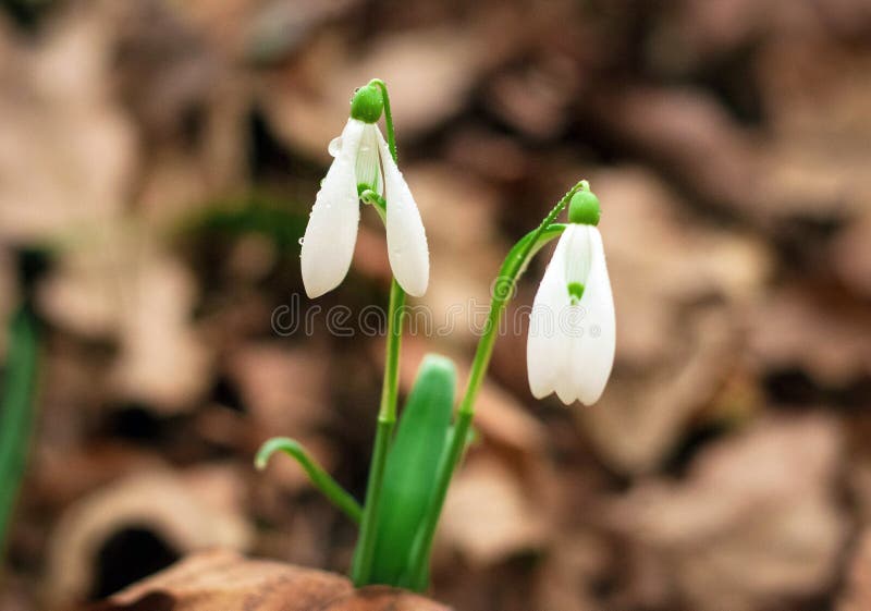 Tender Spring Flowers Snowdrops Harbingers of Warming Symbolize the ...