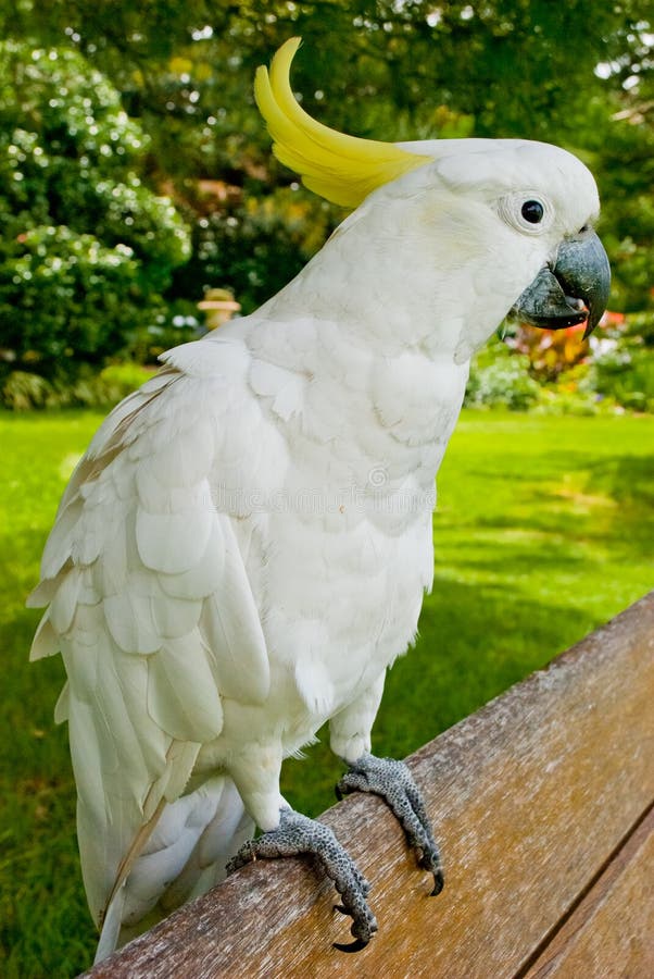 White friendly cockatoo stock photo. Image of standing - 24752522