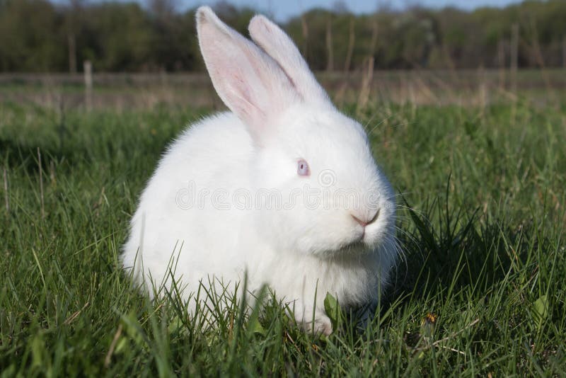 White frightened rabbit stock image. Image of bright - 96347205
