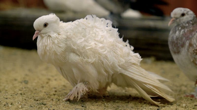 White Frillback or Curly Pigeon Cleans Feathers Stock Video - Video of ...