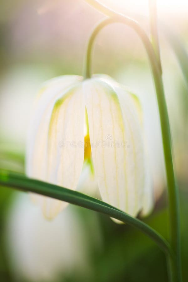 White fritillaria stock image. Image of focus, head, petal - 36389619
