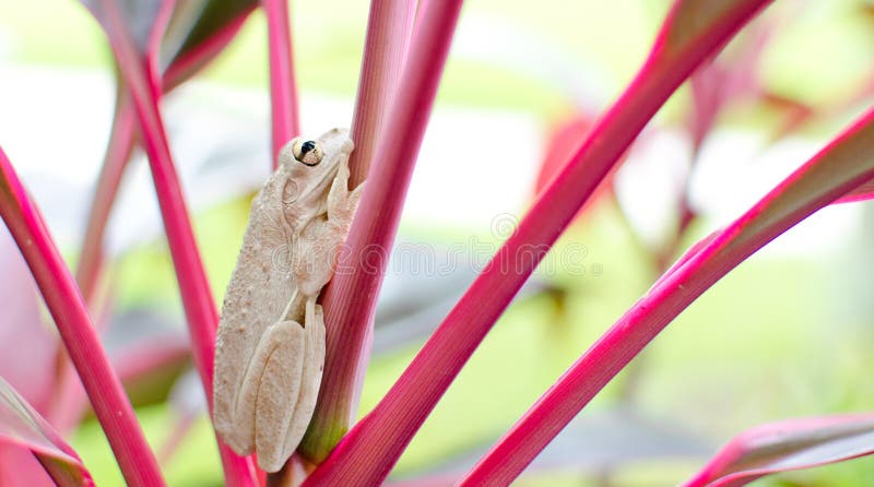 White Frog stock image. Image of white, twig, pink, nestled - 56420619