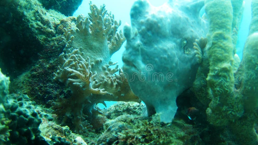 White Frog Fish on Top of the Coral Stock Image - Image of behing ...