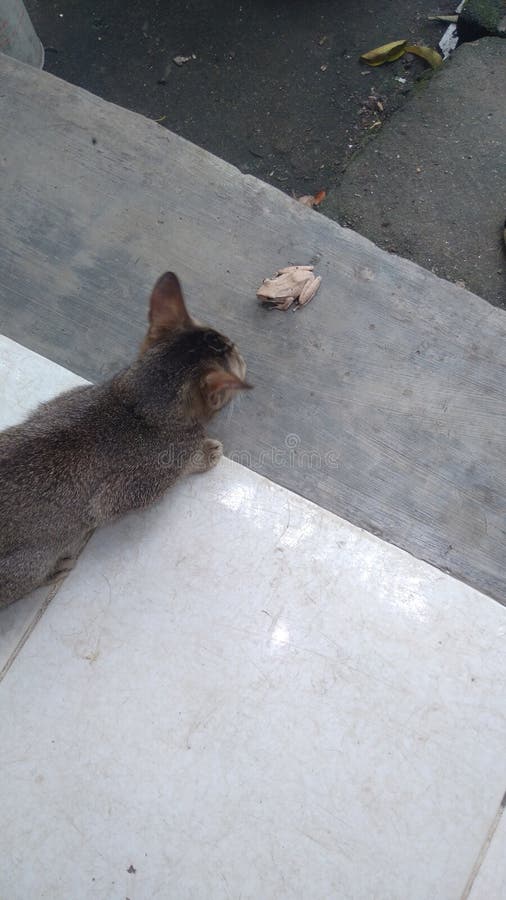 Jumpt Stock Photos - Free & Royalty-Free Stock Photos from Dreamstime