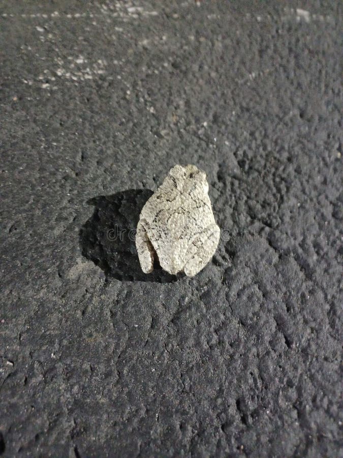 White frog still stock image. Image of floor, flooring - 251620071