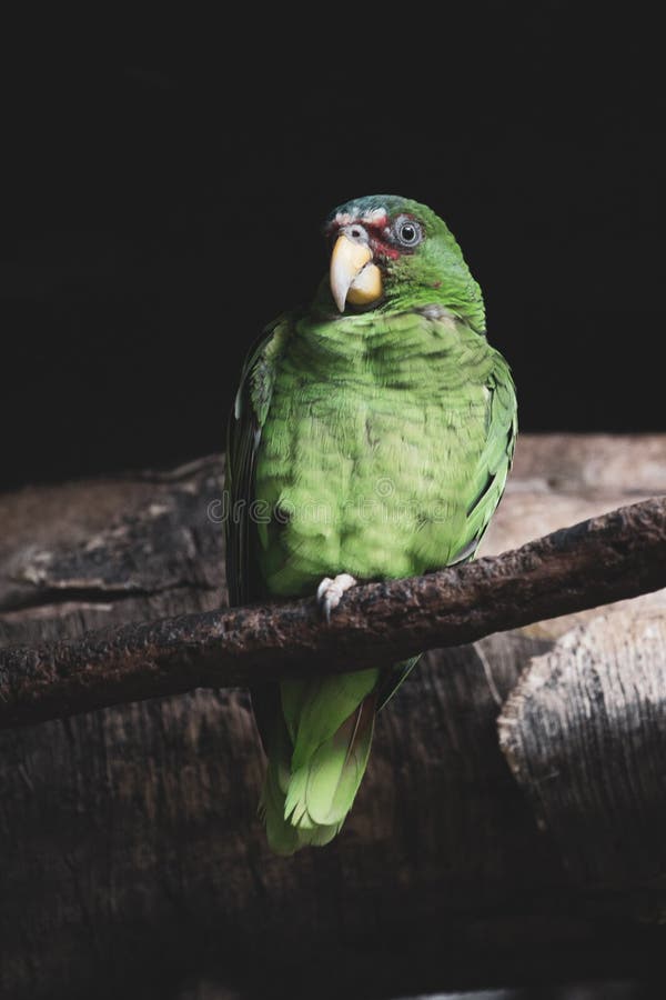 White-fronted Amazon (Amazona Albifrons) Parrot on Branch Stock Image ...