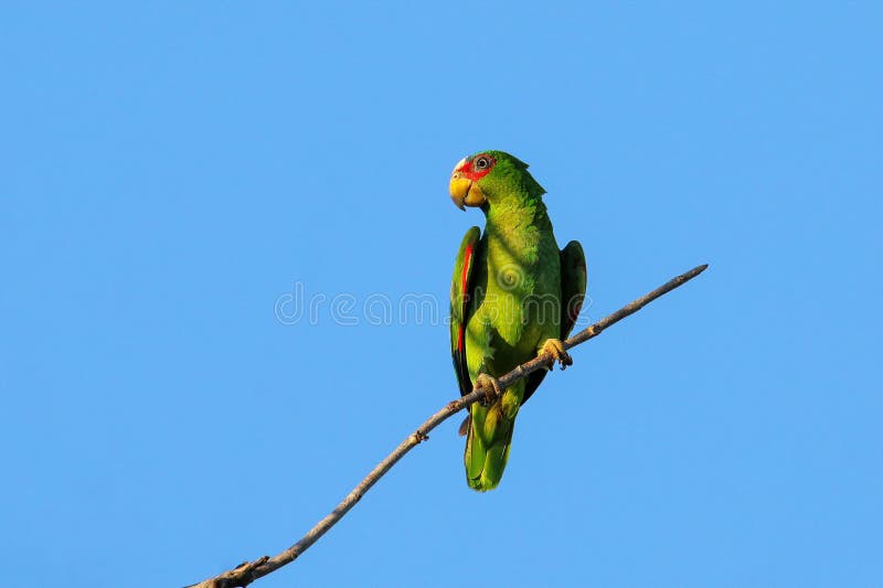 White-fronted Amazon Amazona Albifrons Sitting in a Tree Stock Photo ...