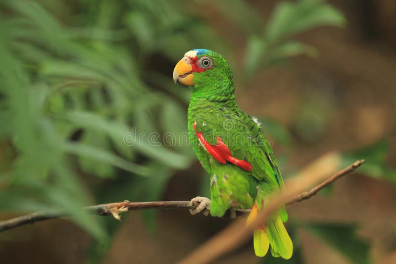White-fronted amazon stock photo. Image of amazona, sitting - 36258356