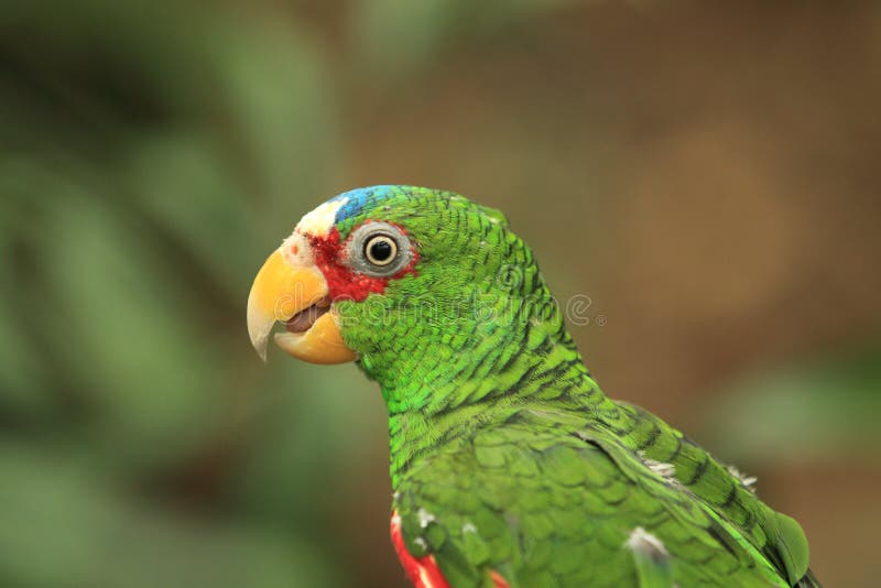 White-fronted amazon stock photo. Image of bill, white - 31358460