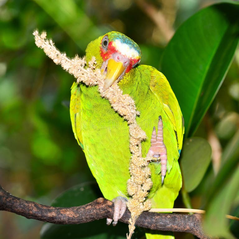 White-fronted Amazon Parrot Stock Photo - Image of amazoni, albifronts ...