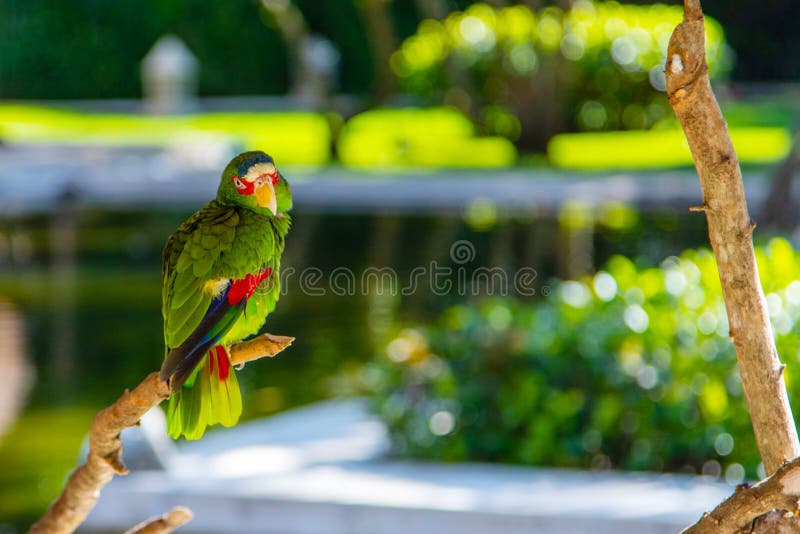 White-Fronted Amazon Parrot on Natural Bokeh Background Stock Image ...