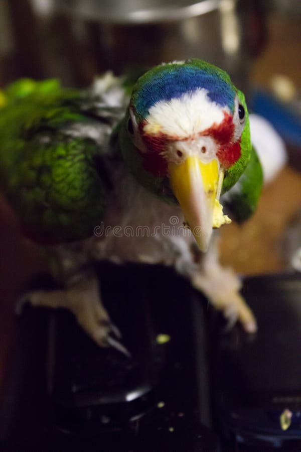 White Fronted Amazon stock image. Image of yellow, green - 50865665