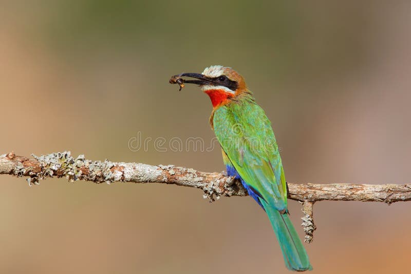 White-fronted Bee-eater with an Insect As a Prey Stock Photo - Image of ...