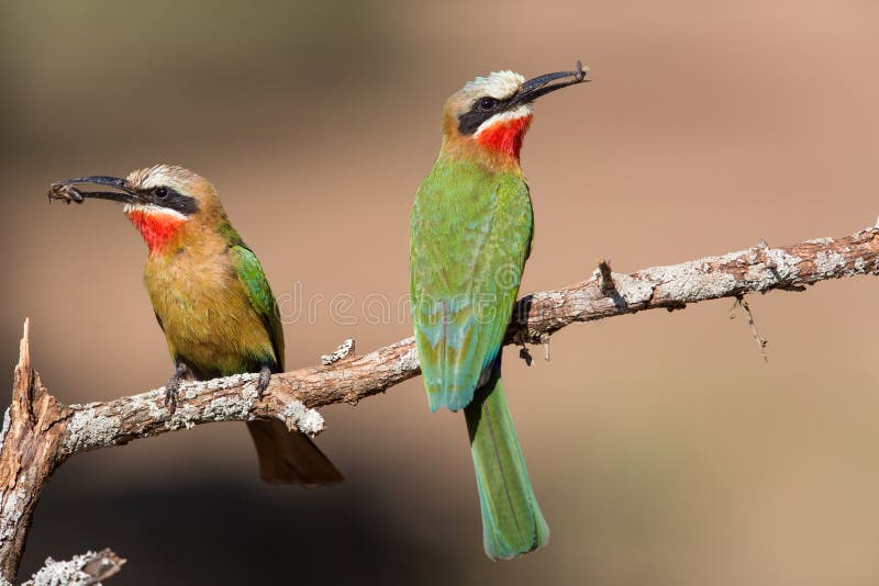 White-fronted Bee-eater with an Insect As a Prey Stock Image - Image of ...