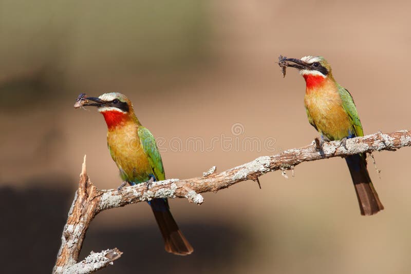 White-fronted Bee-eater with an Insect As a Prey Stock Photo - Image of ...