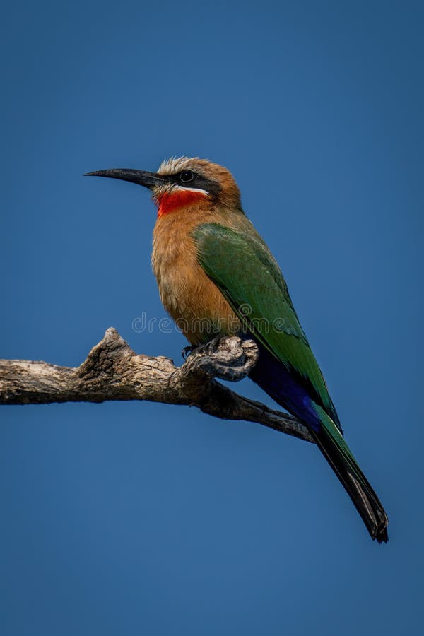 White-fronted Bee-eater on Thin Branch Looking Up Stock Image - Image ...