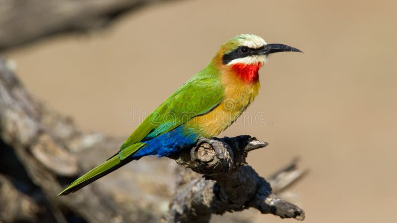 Reference Wikipedia Scientific Name Stock Photos - Free & Royalty-Free ...