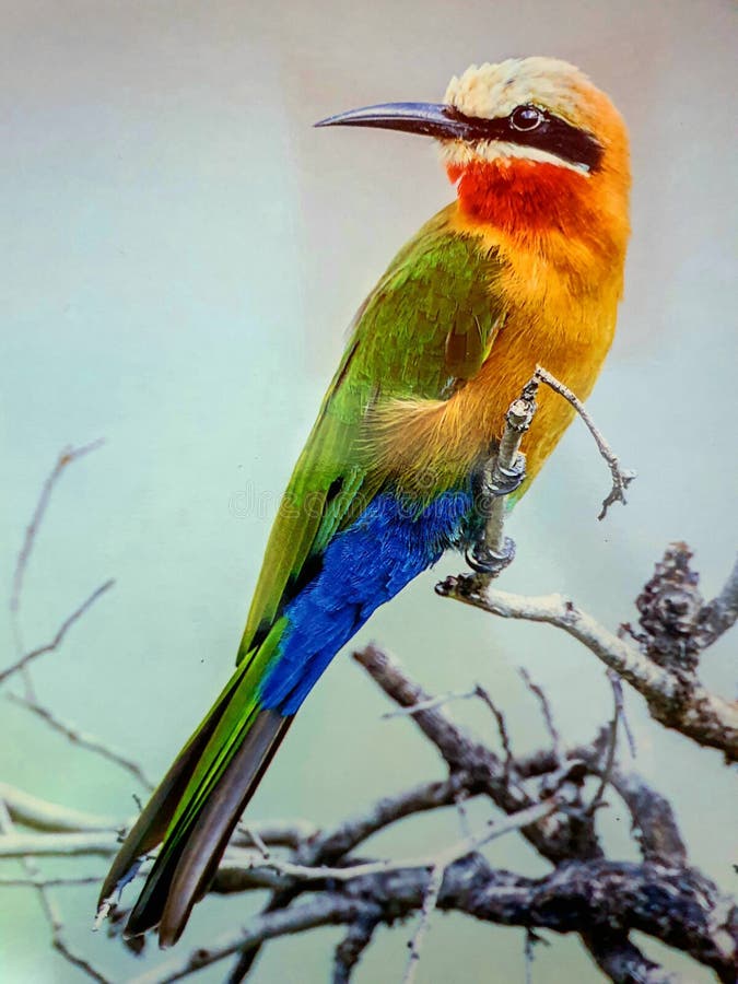 White-fronted bee-eater stock image. Image of finch - 252640551