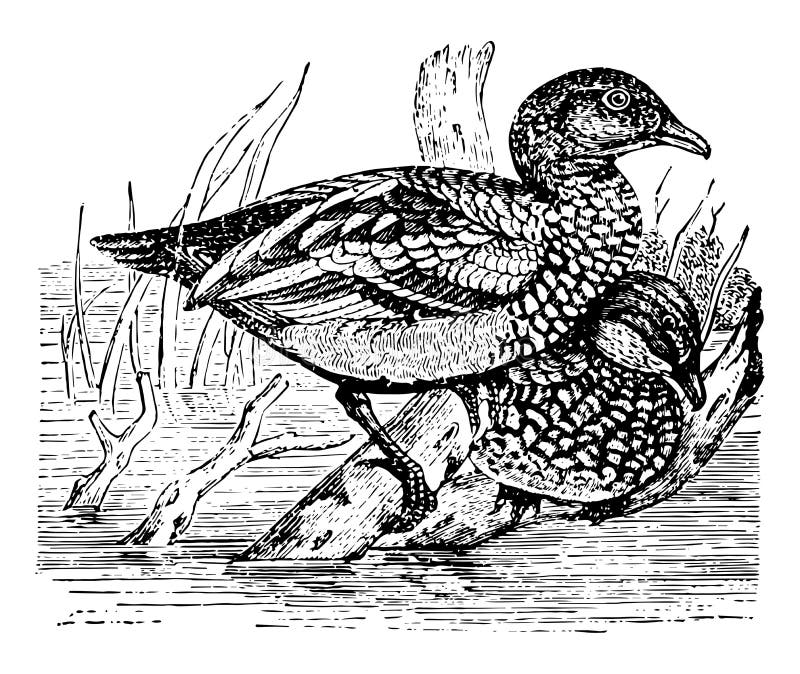 White Fronted Bernicle, Vintage Illustration Stock Vector ...