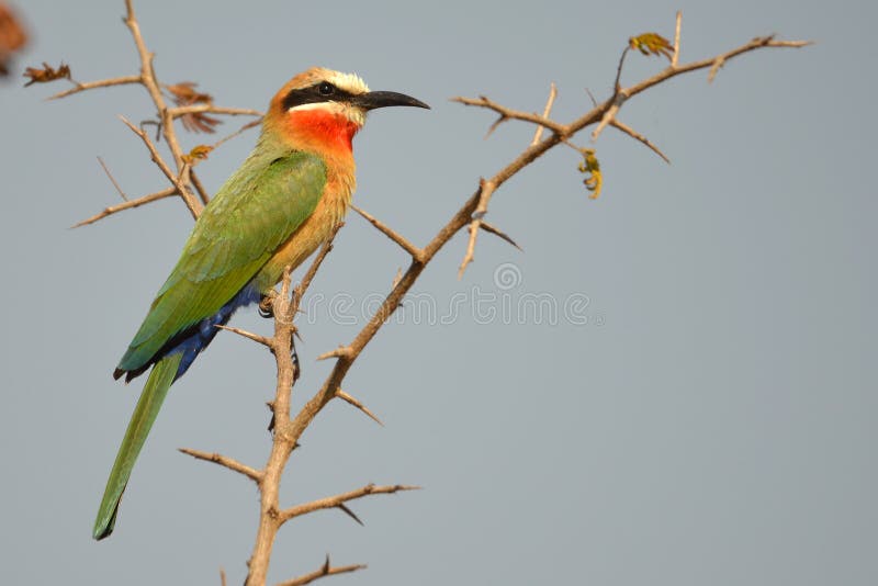 White-Fronted Bij-Eter, (Merops Bullockoides) Stock Afbeelding - Image ...