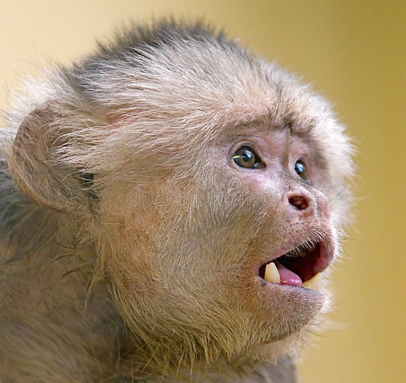 White-fronted Capuchin 3 stock image. Image of america - 3783419