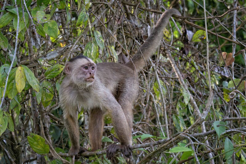 White fronted capuchin stock image. Image of nature - 306922495