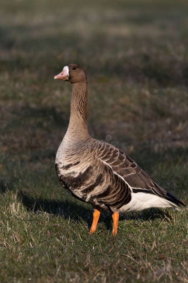 White Fronted Goose (Anser Albifrons) on Ground Stock Photo - Image of ...