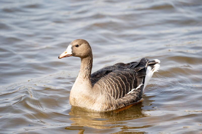 White-fronted Goose Bird Swimming in the Pool Stock Photo - Image of ...
