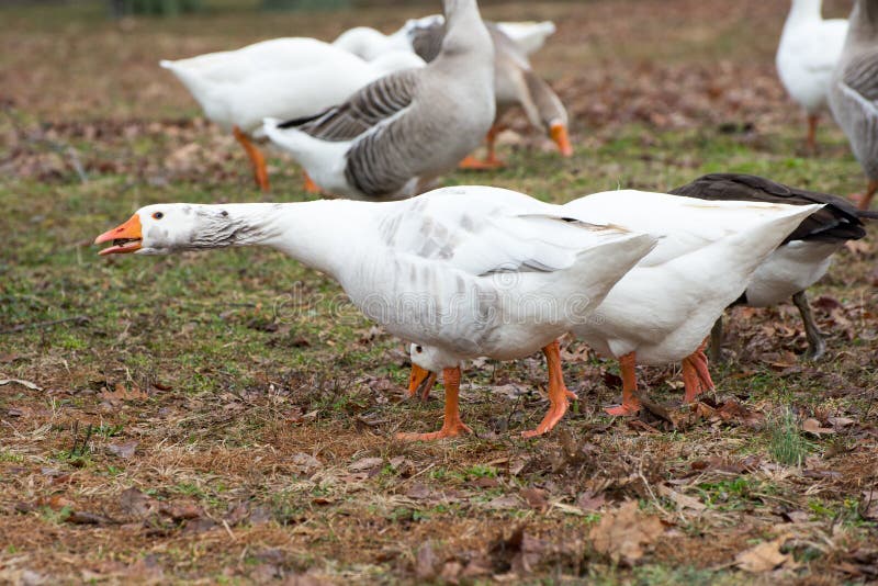 White Fronted Goose with Teeth Stock Photo - Image of domestic, geese ...