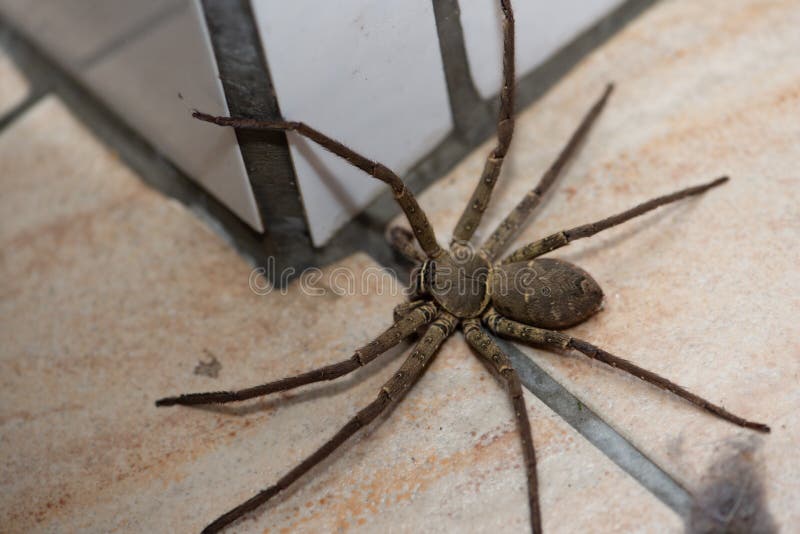 White-fronted High-footed Spiders That Benefit Humans Stock Photo ...