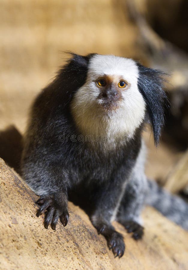 White-fronted Marmoset the Small Monkey from South America Stock Image ...