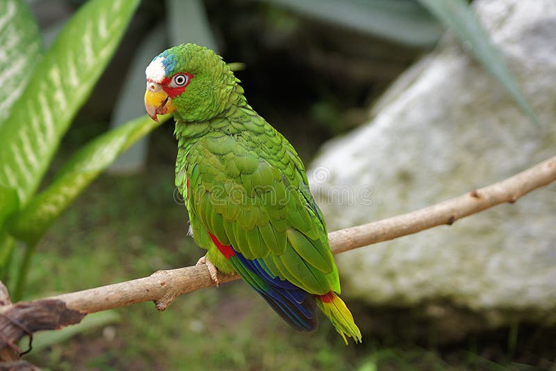 White-fronted Parrot, Amazona Albifrons, Villahermosa, Tabasco, Mexico ...