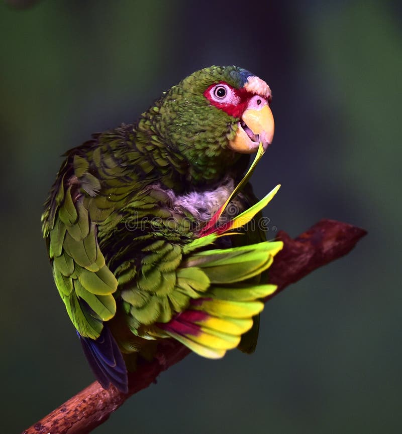 White-fronted Parrot stock image. Image of parrot, fronted - 64373895