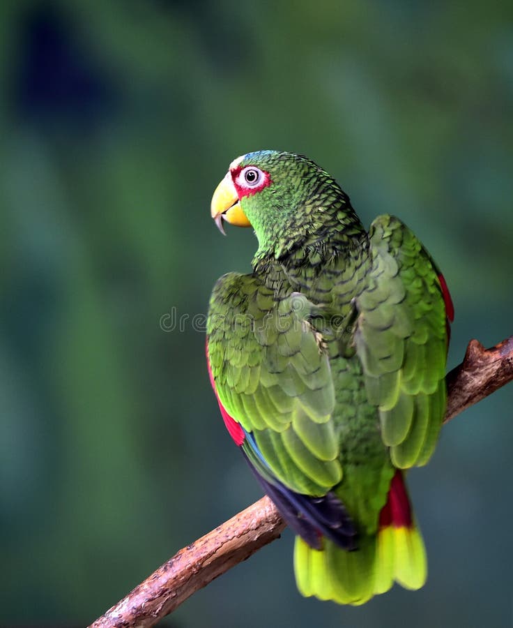 White-fronted Parrot stock photo. Image of branches, parrot - 67989734