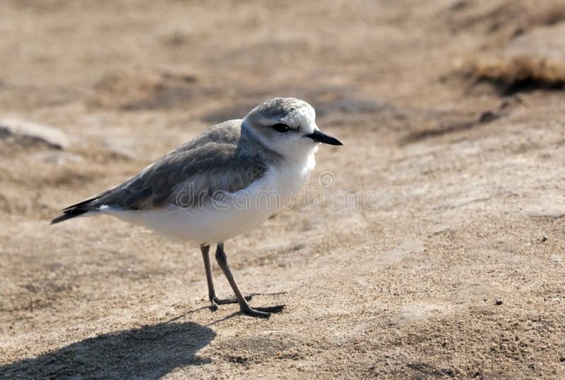 White Fronted Plover - Namibia Stock Photo - Image of wildlife, african ...