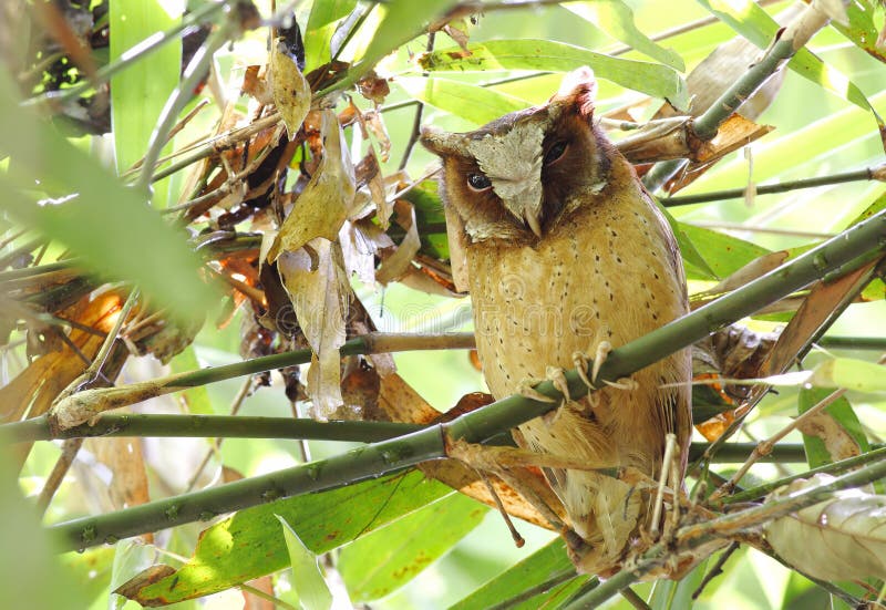 White-fronted Scops Owl Otus Sagittatus Stock Photo - Image of outside ...