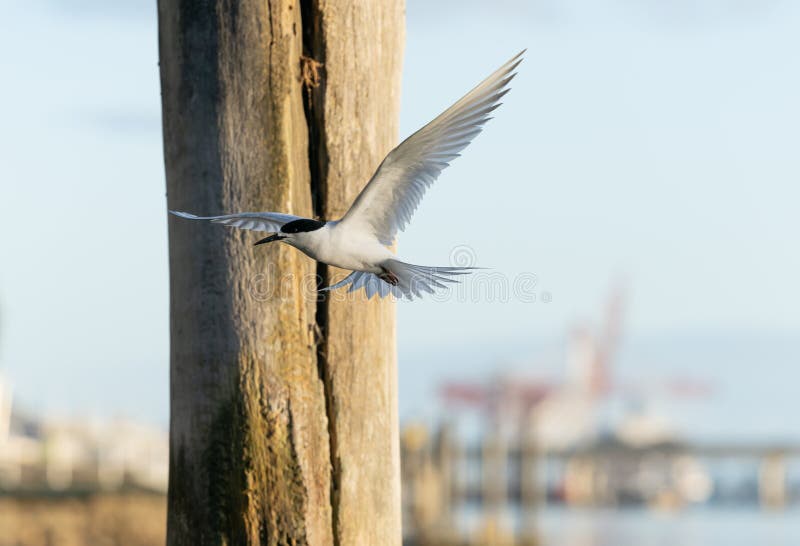 White Fronted Tern in Flight through Poles Stock Photo - Image of tern ...