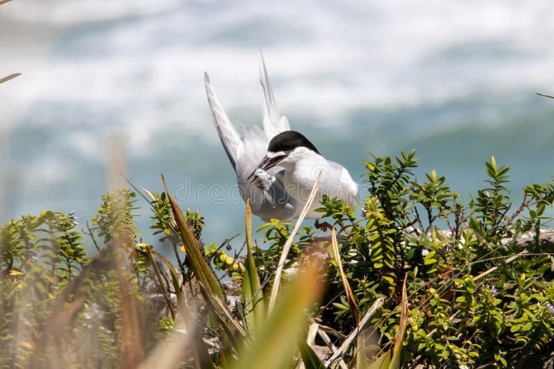 White-fronted Tern in New Zealand Stock Photo - Image of sterna, water ...