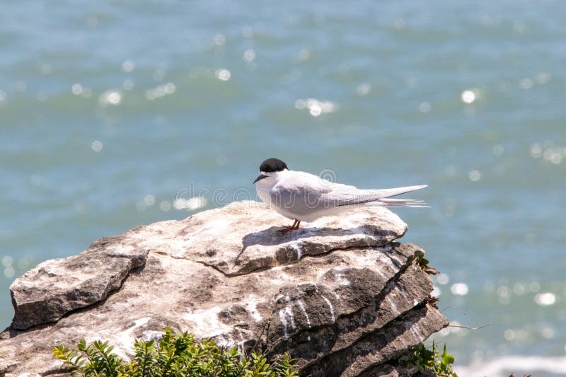 White-fronted Tern in New Zealand Stock Photo - Image of ocean, zealand ...