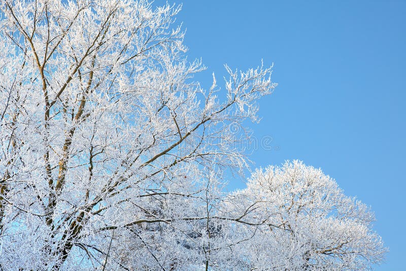 White frost stock photo. Image of frozen, park, branches - 16619644