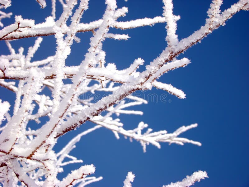 White frost stock image. Image of trees, frost, winter - 18222871